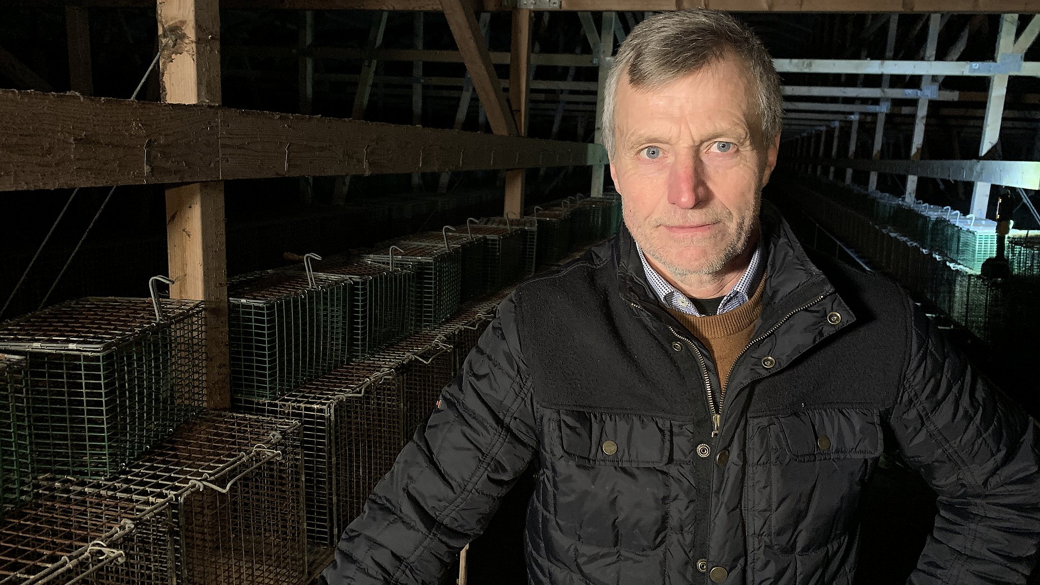 Lars måtte aflive alle sine mink: Han er dybt skuffet over kovending ... Lars måtte aflive alle sine mink: Han er dybt skuffet over kovending ...