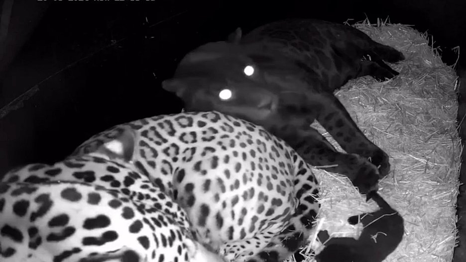 Glæde i zoo: To små 'pelsklumper' kravlede pludselig ud | TV2 Østjylland Glæde i zoo: To små 'pelsklumper' kravlede pludselig ud | TV2 Østjylland